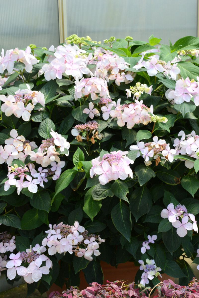 Hydrangea, Let's Dance Diva – Chalet