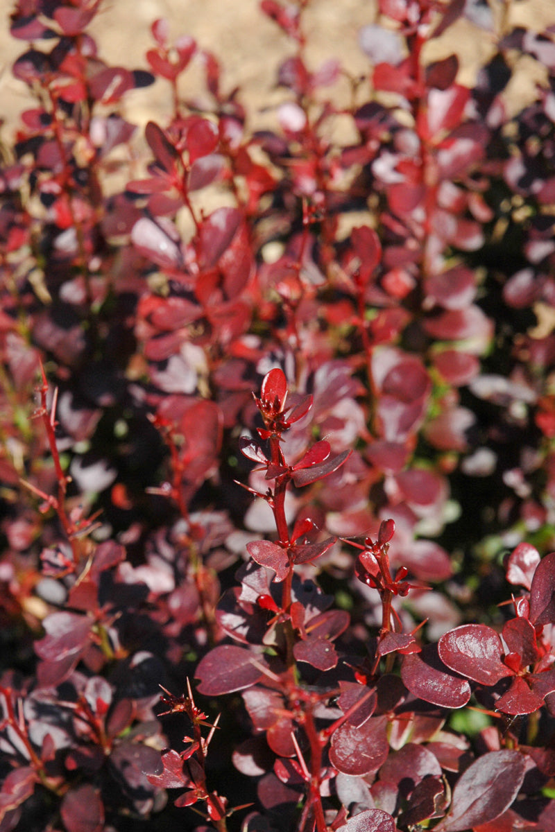 Barberry, Rosy Rocket – Chalet