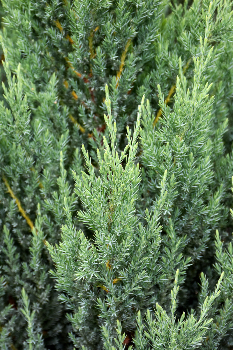 Juniper, Blue Point 1G Spiral – Chalet