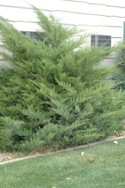 Juniper, Mint Julep – Chalet