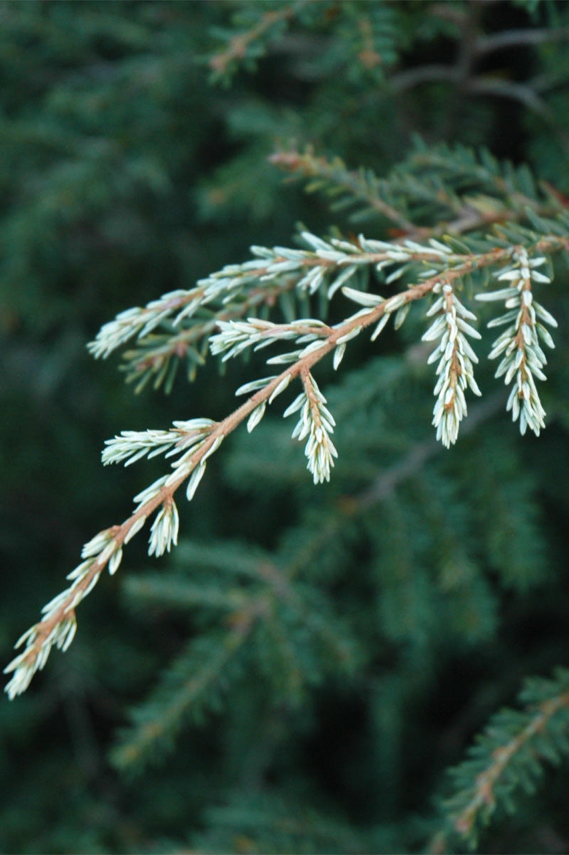 Hemlock, Gentsch White – Chalet