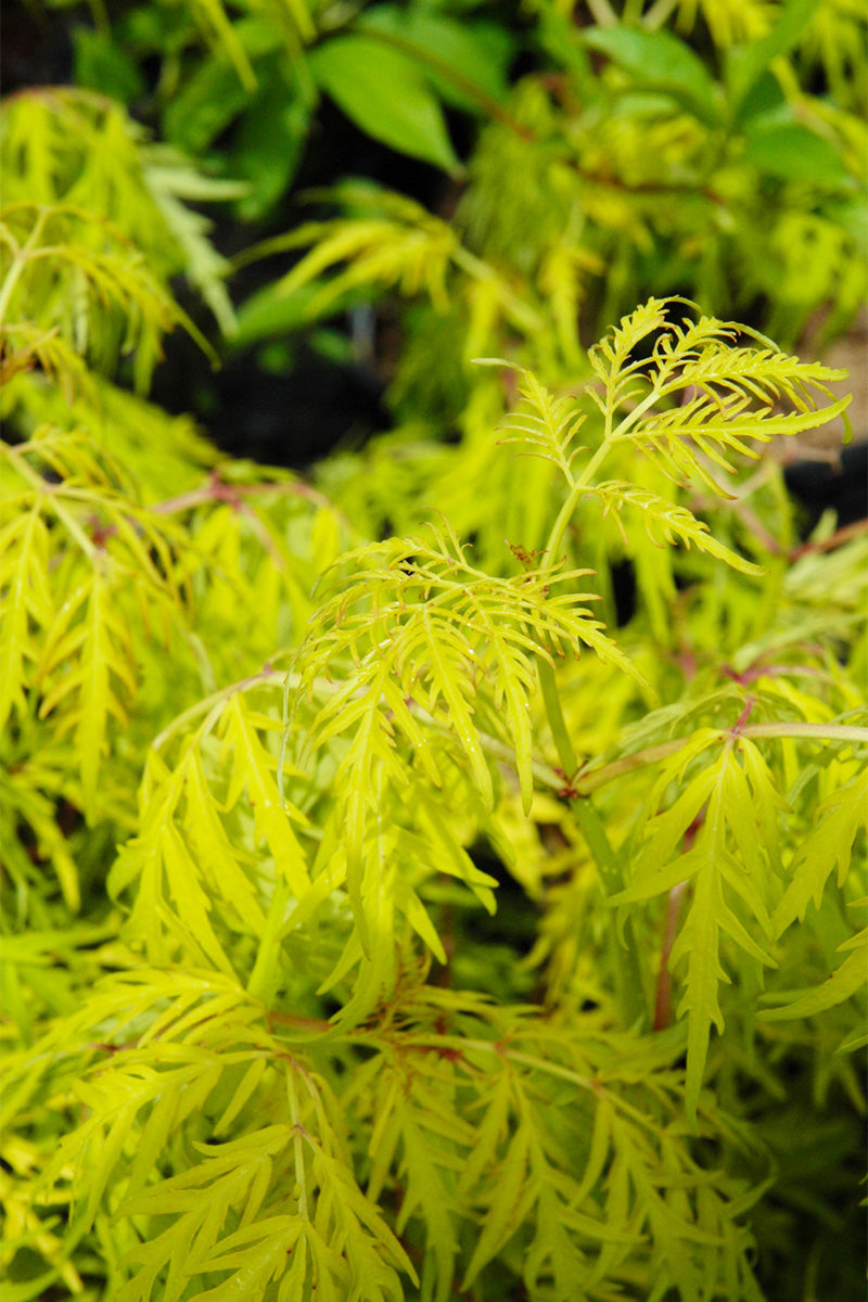 Elderberry, Lemony Lace – Chalet