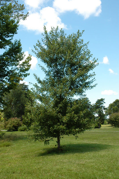 Maple, Sienna Glen – Chalet