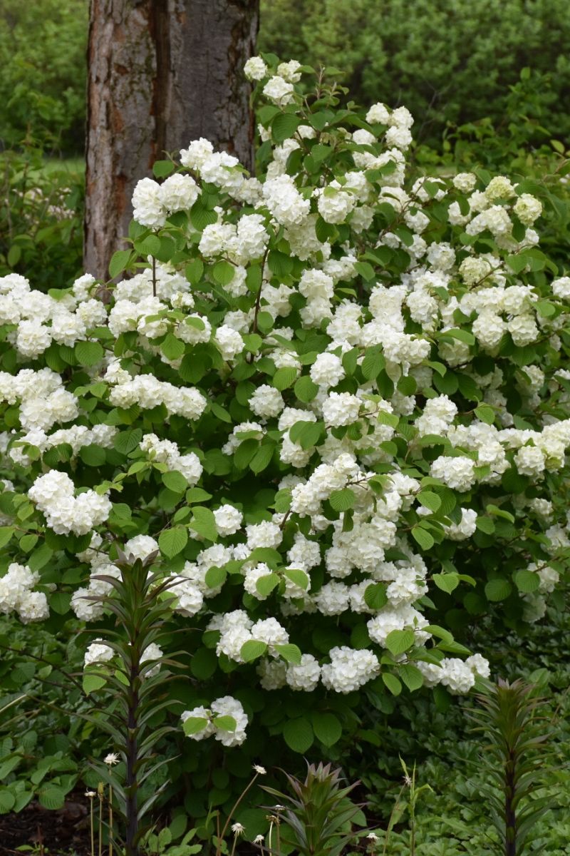 Opening Day Viburnum
