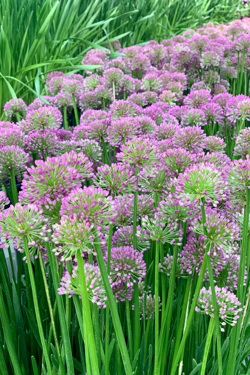 Millenium Allium Care Instructions – Chalet