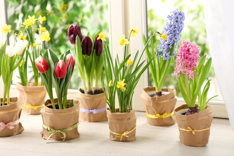 Forced Flowering Bulbs | March Plant of the Month – Chalet