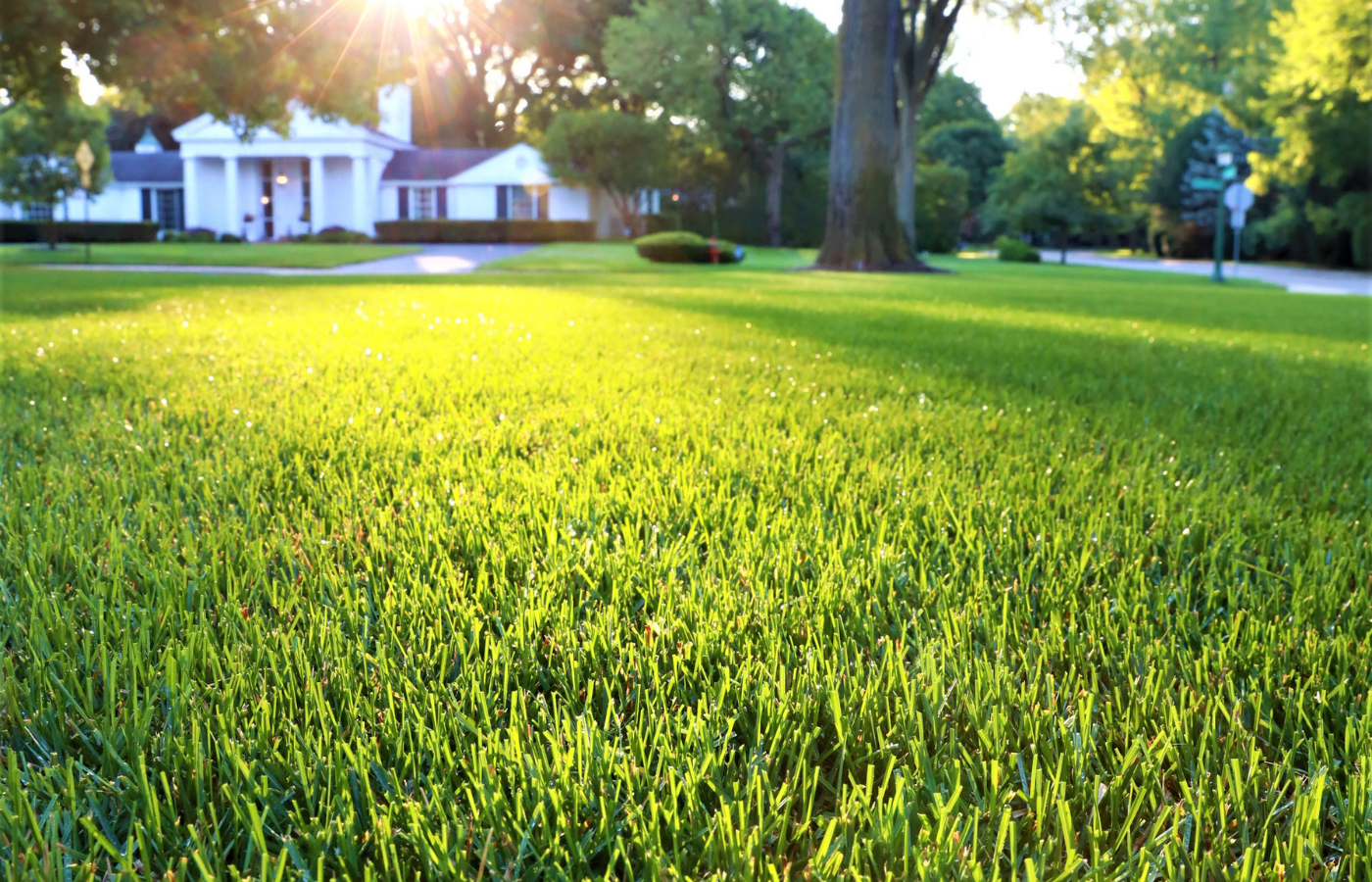 Fall Lawn Care: The "-eeds of September" for Cool-Season Lawns – Chalet