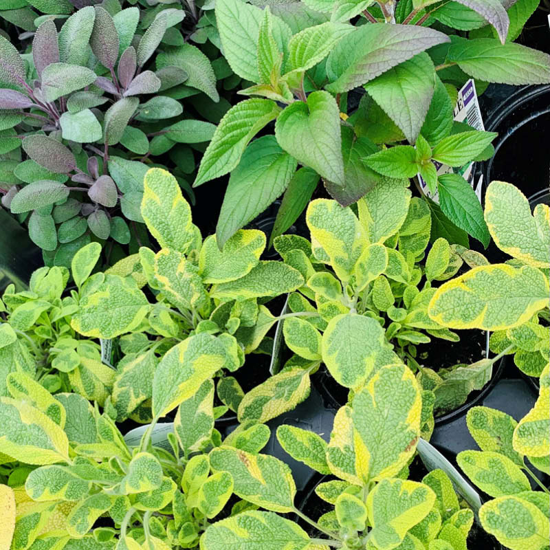 Vegetables & Herbs – Chalet