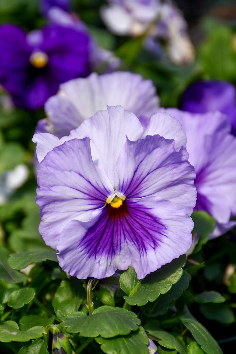 Outdoor Flowering Plants – Chalet