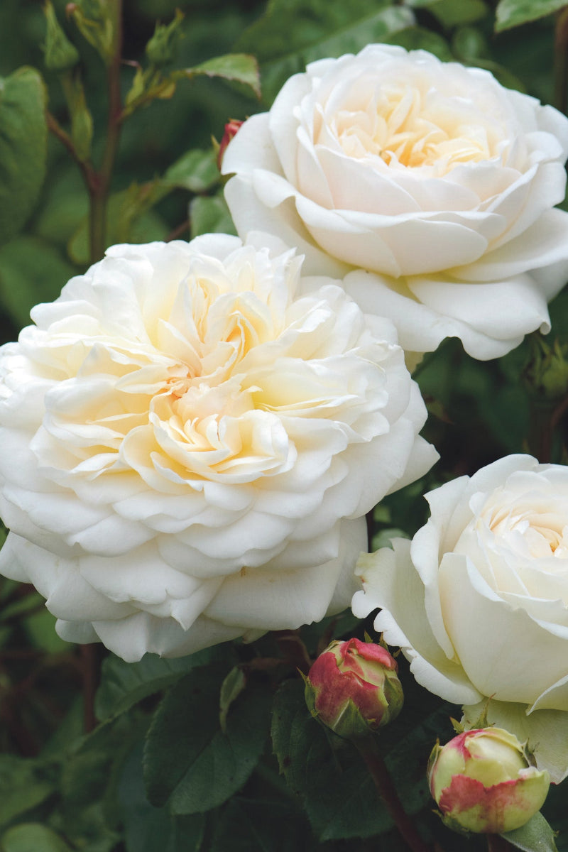 Shrub Roses – tagged "rose-pre-order" – Chalet