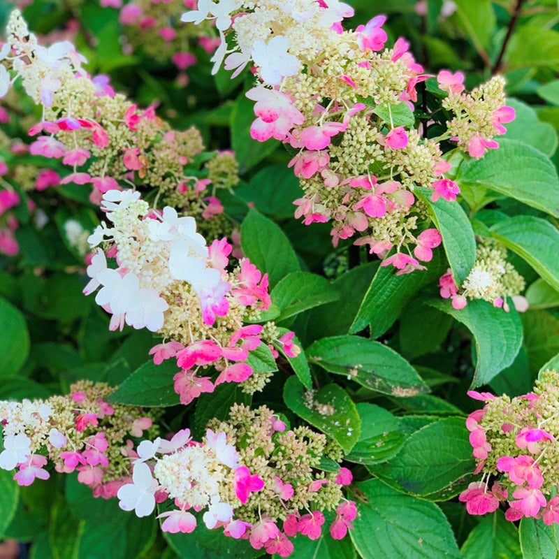 Hydrangeas | Start at $29.99 | Locally Grown in Wisconsin – Chalet