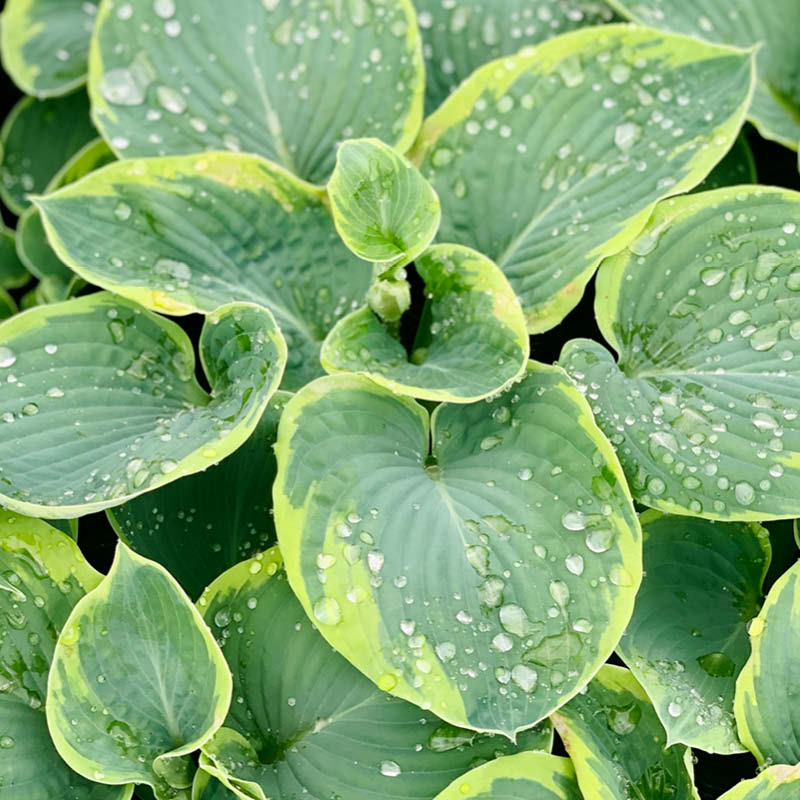 Farm Hosta – Chalet