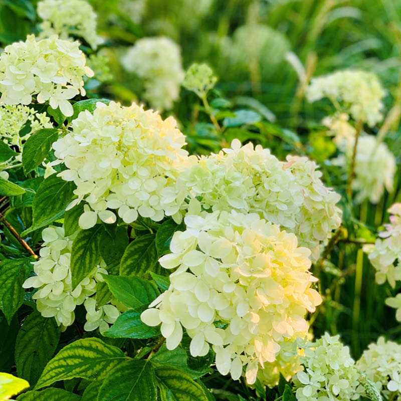 Outdoor Plant Pre-Order – Chalet