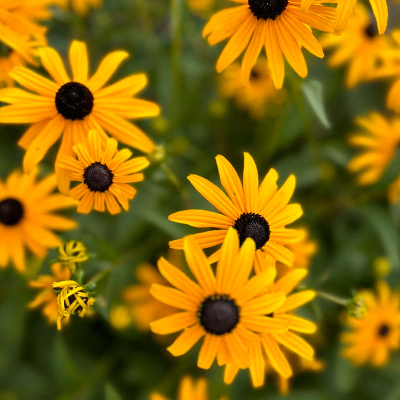 Farm Native Plants – tagged "plants-genus-amelanchier" – Chalet