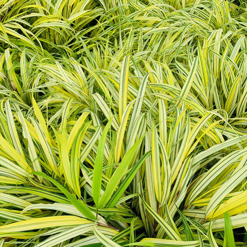 Chalet Farm Plants | Pre-Order – tagged "perennials"
