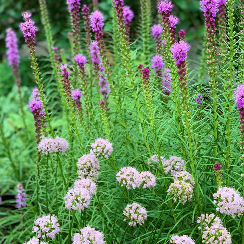 Farm Perennials – tagged "chalet-farm-plants-pre-order" – Chalet