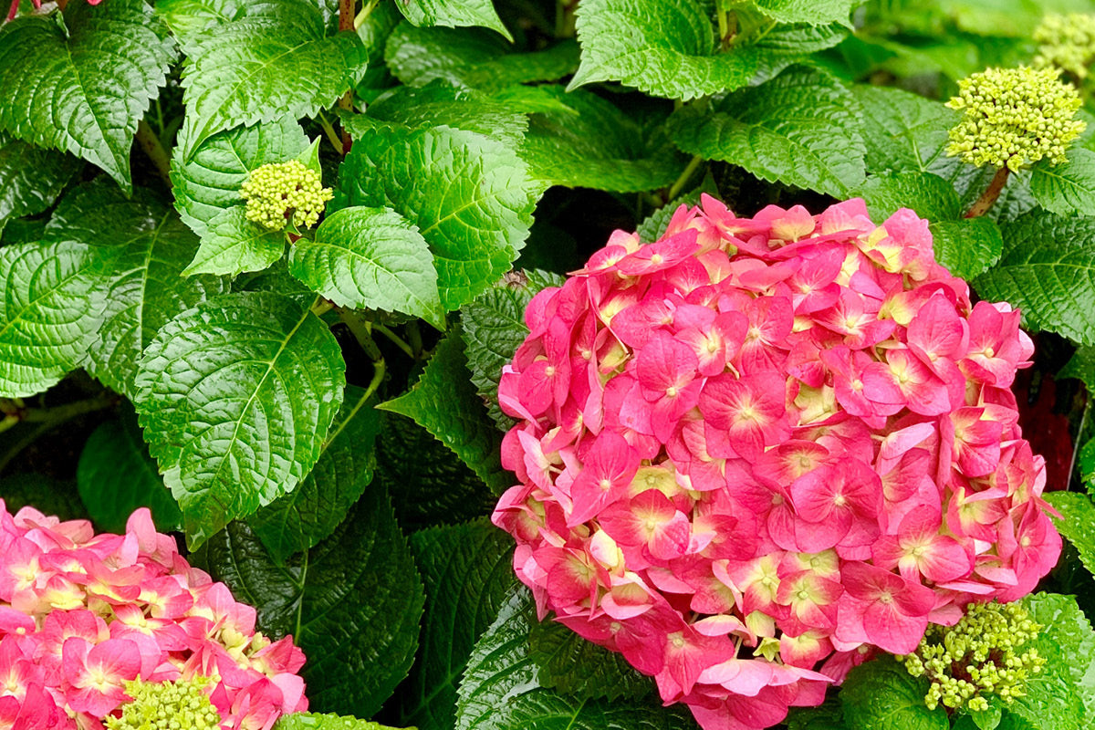 Outdoor Plants | Shop All – Chalet