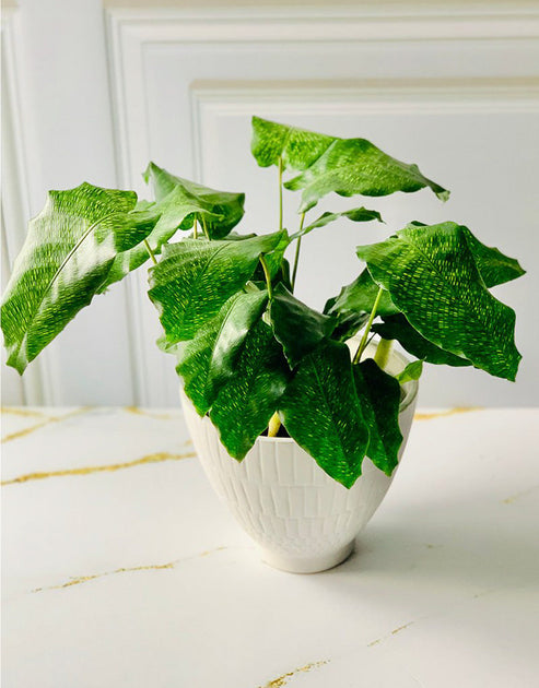 Indoor Plants – Chalet