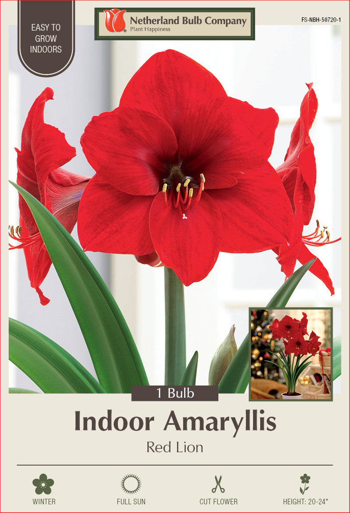 Amaryllis Red Lion Bulb 1/Pack – Chalet