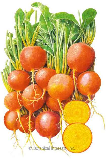 SEED BEET TOUCHSTONE GOLD ORG – Chalet