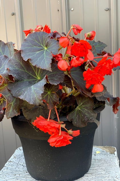 Begonia, Rieger Orange 6" – Chalet