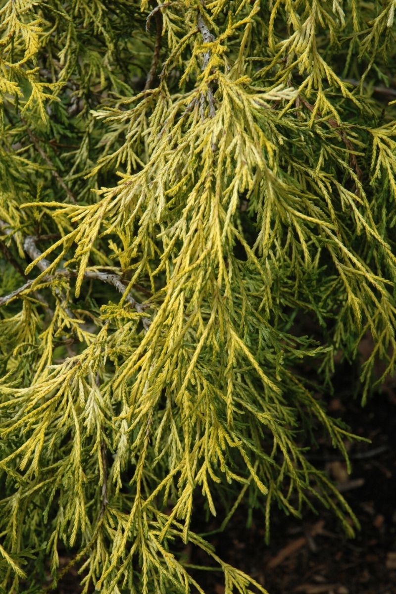 Falsecypress, Lemon Thread – Chalet