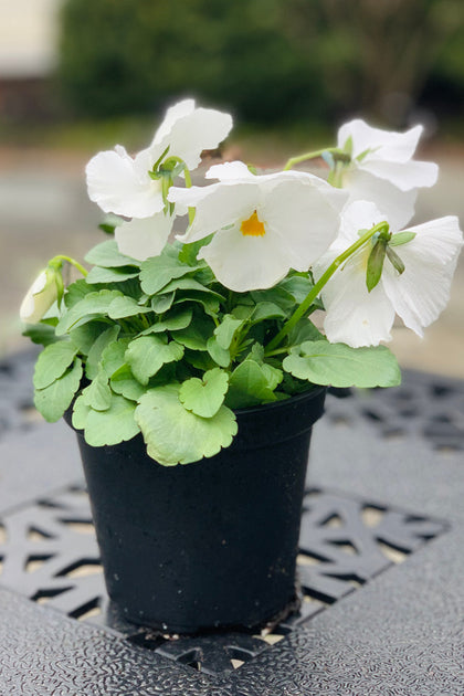 Pansy, Matrix White – Chalet