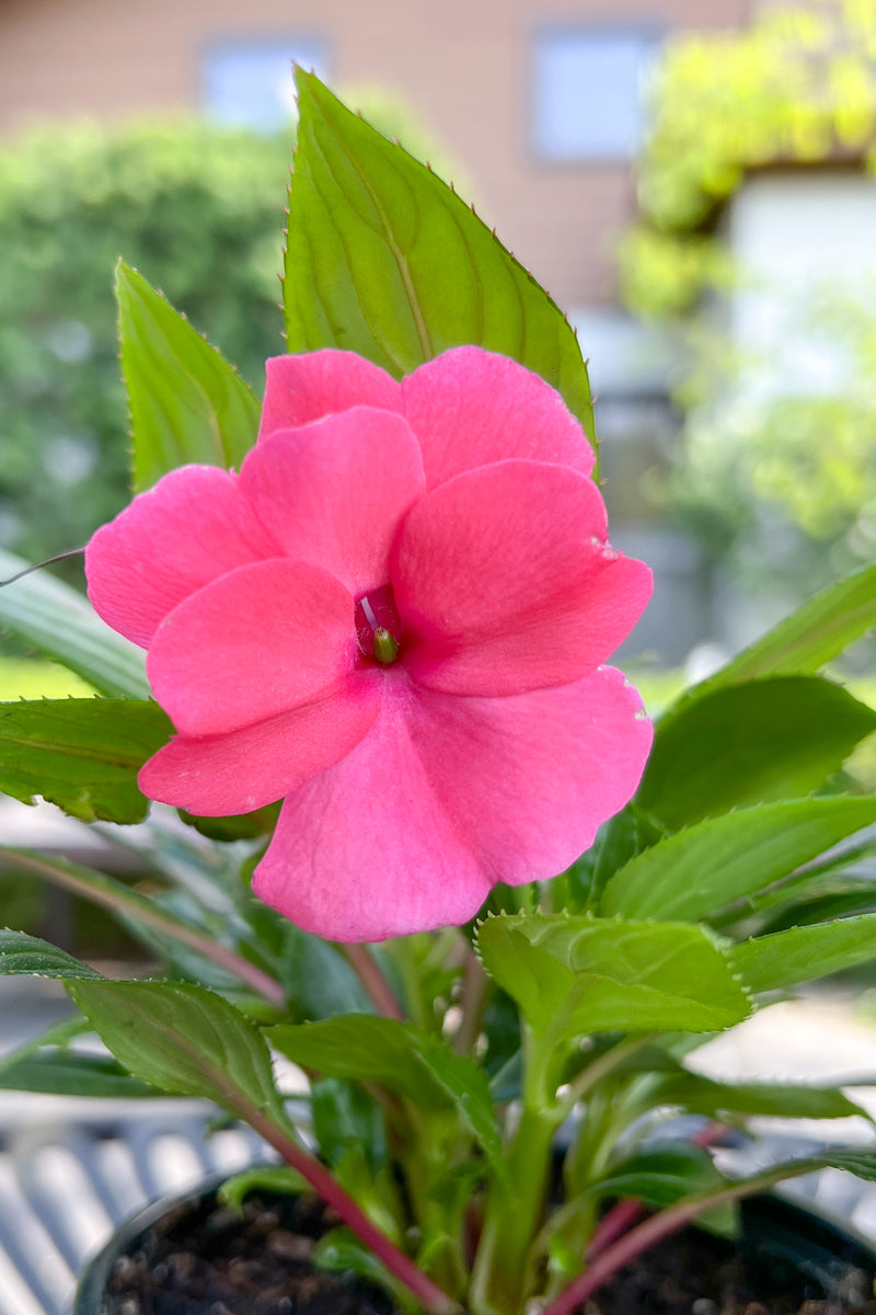 Impatiens, New Guinea Pink – Chalet