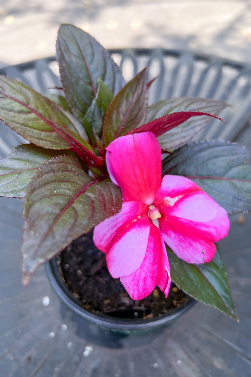 Impatiens, Sunpatiens Red Candy – Chalet