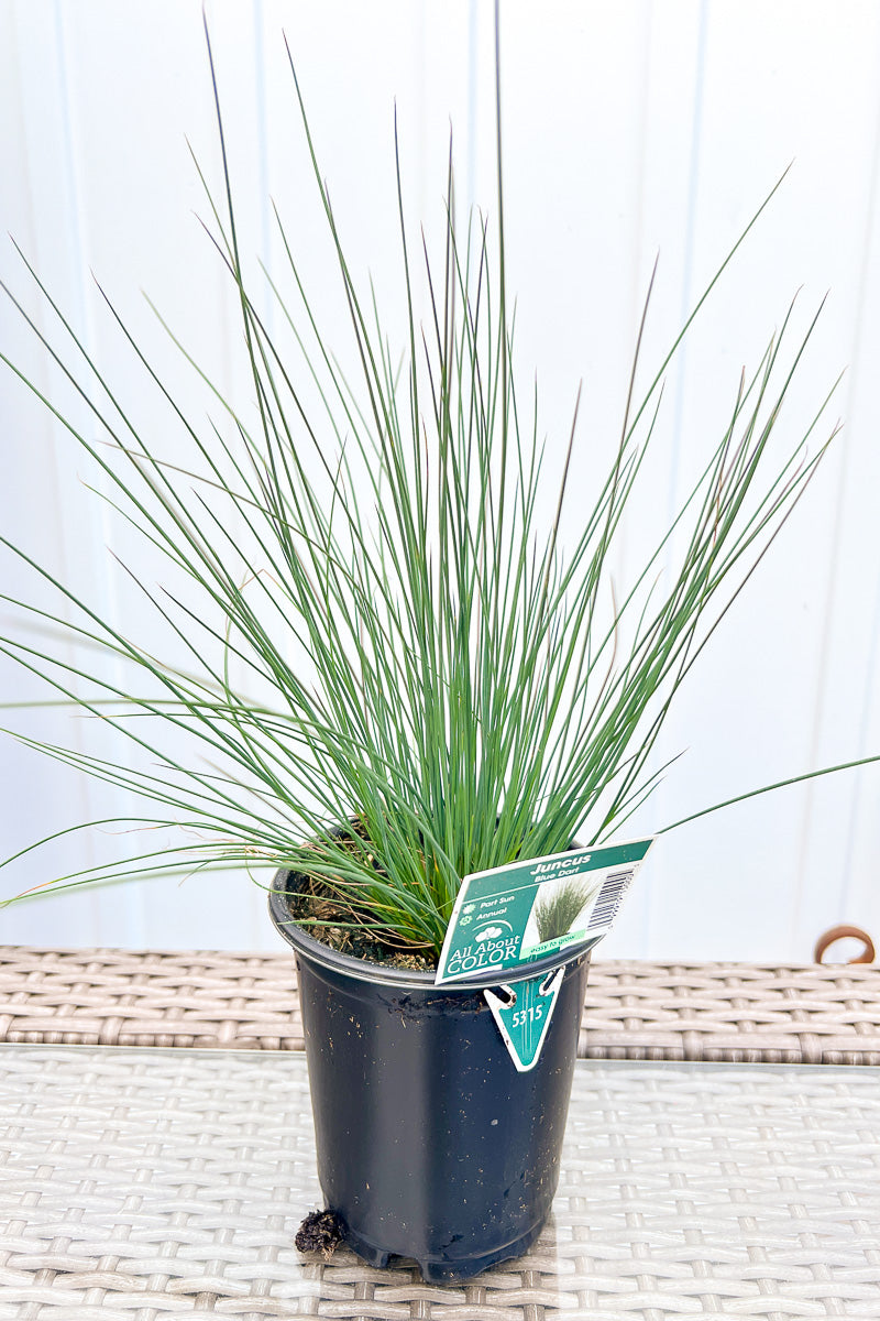 Juncus Blue Dart – Chalet