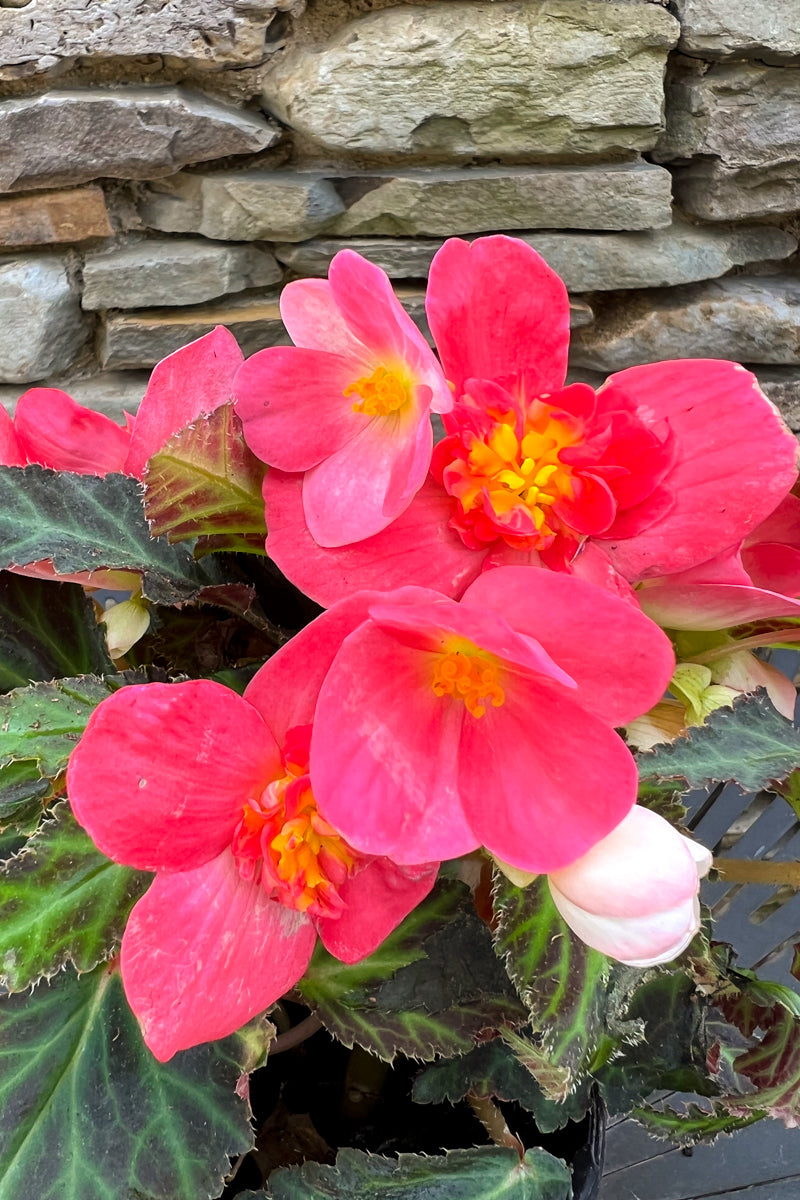Begonia, Unbelievable First Kiss – Chalet