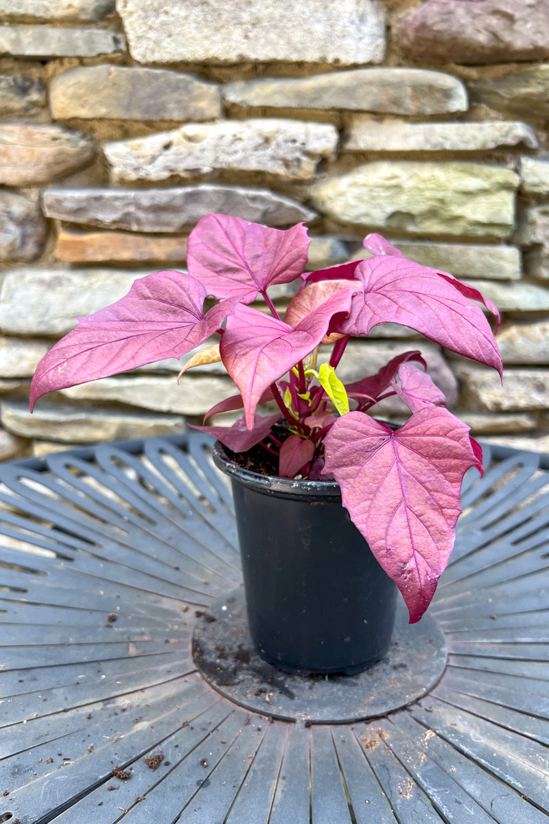 Ipomoea Red Heart – Chalet