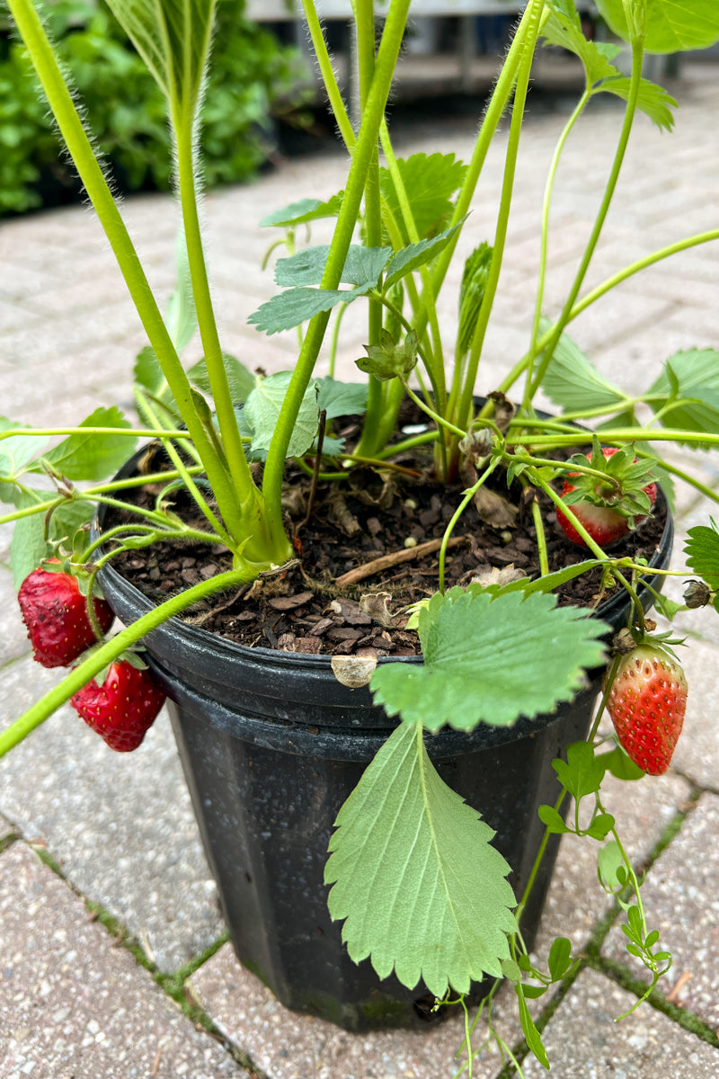 Strawberry, Combo – Chalet