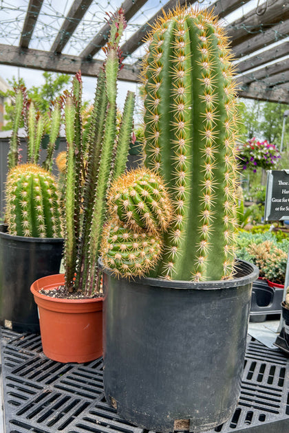 Cactus Sun Goddess 12 Chalet