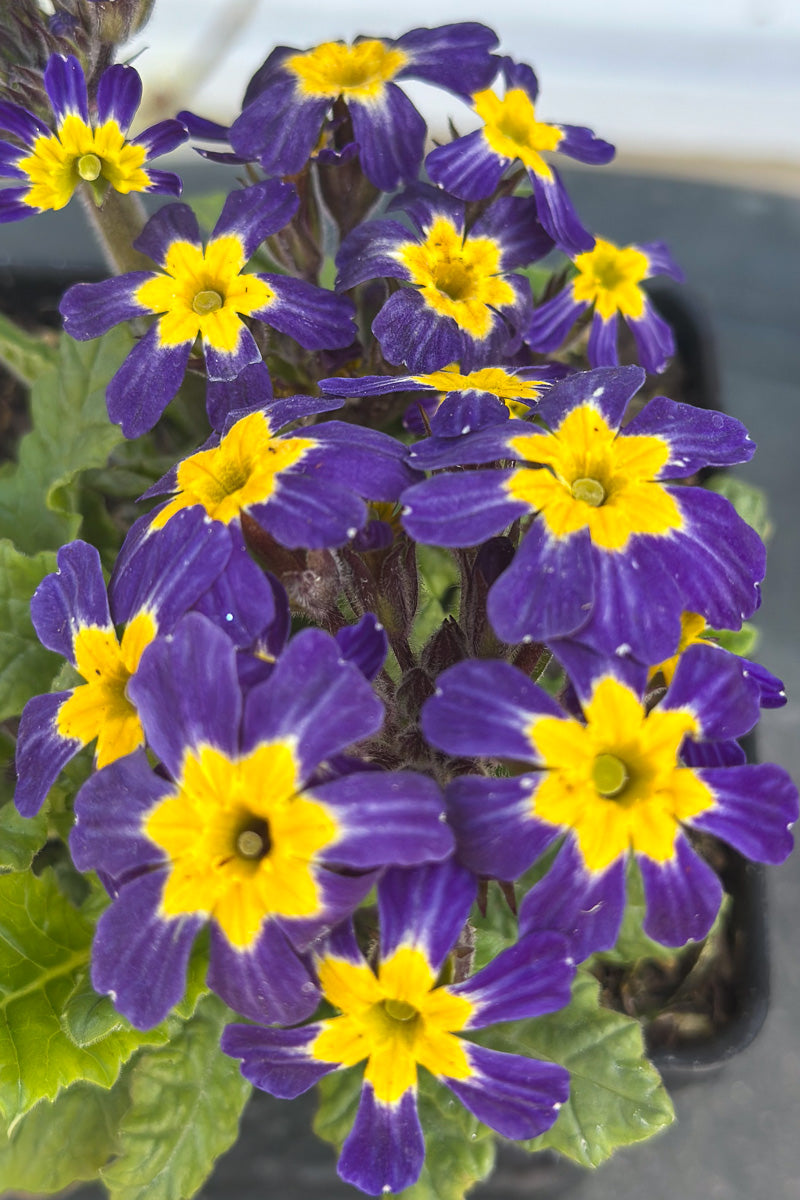 Primrose Oakleaf Blue – Chalet