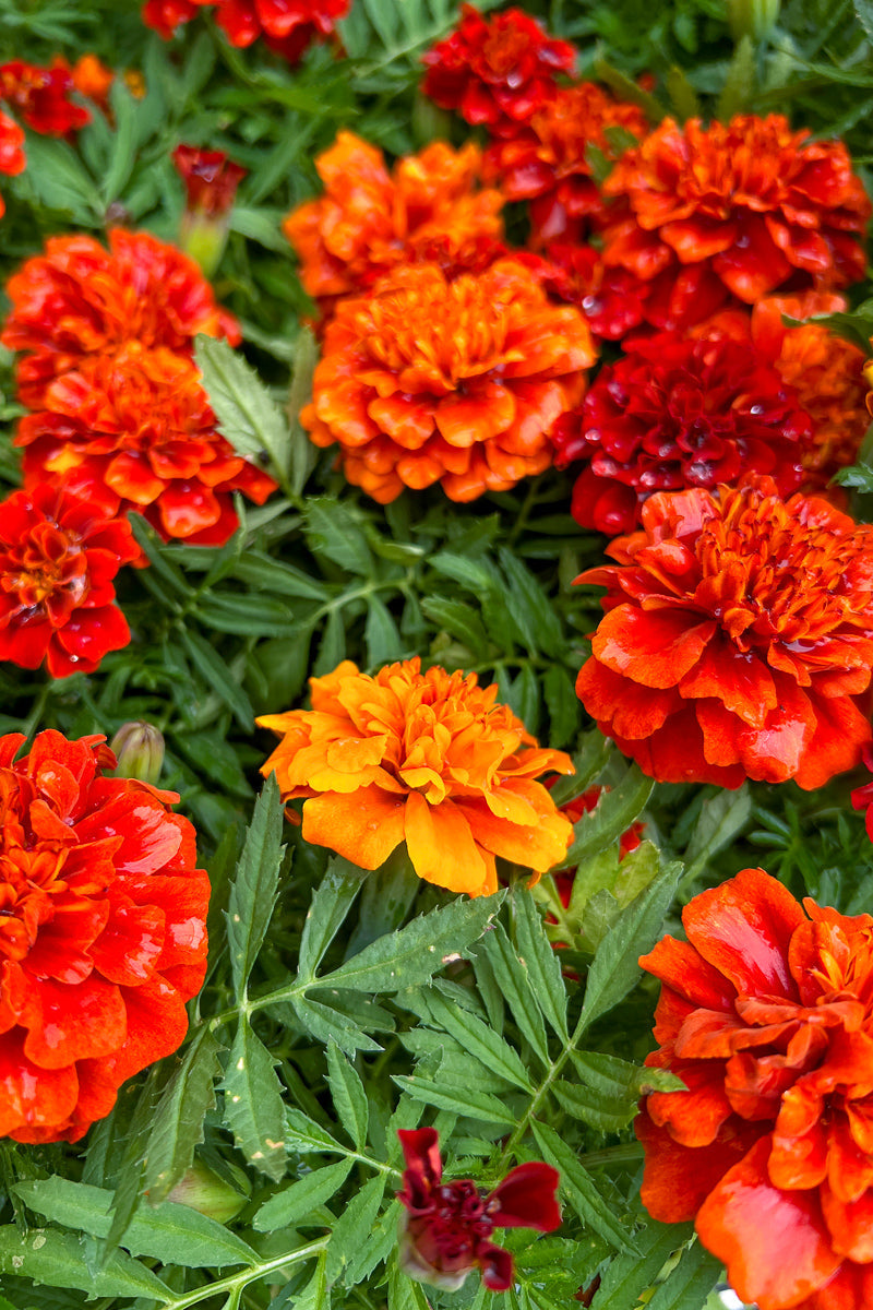 Marigold Fireball – Chalet