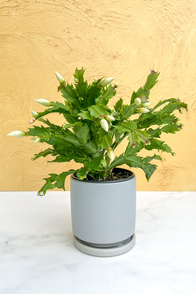 Indoor Plants – Chalet