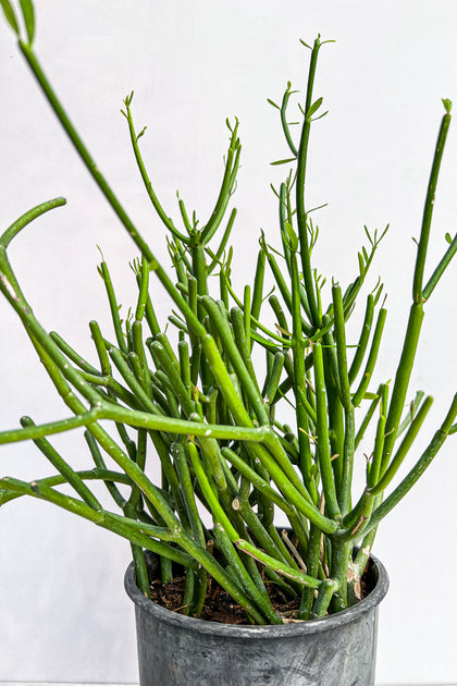 Pencil Bush 14" – Chalet