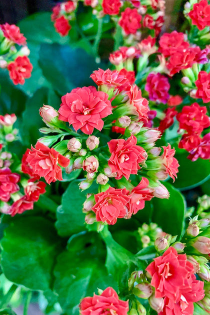 Kalanchoe, Calandiva Red 4" – Chalet