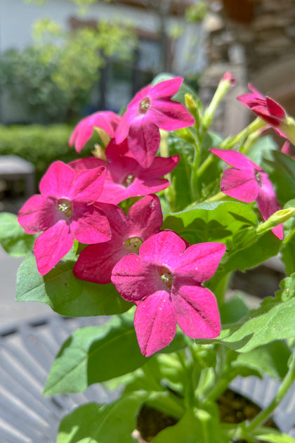 Nicotiana Pink – Chalet