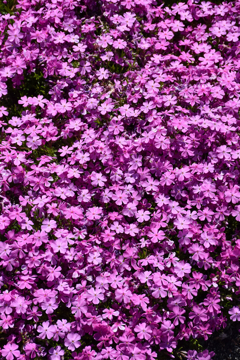 Phlox, Moss- Emerald Pink – Chalet