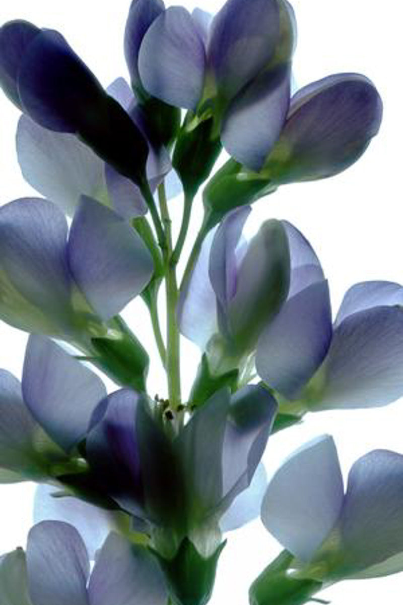 False Indigo, Pixie Periwinkle – Chalet