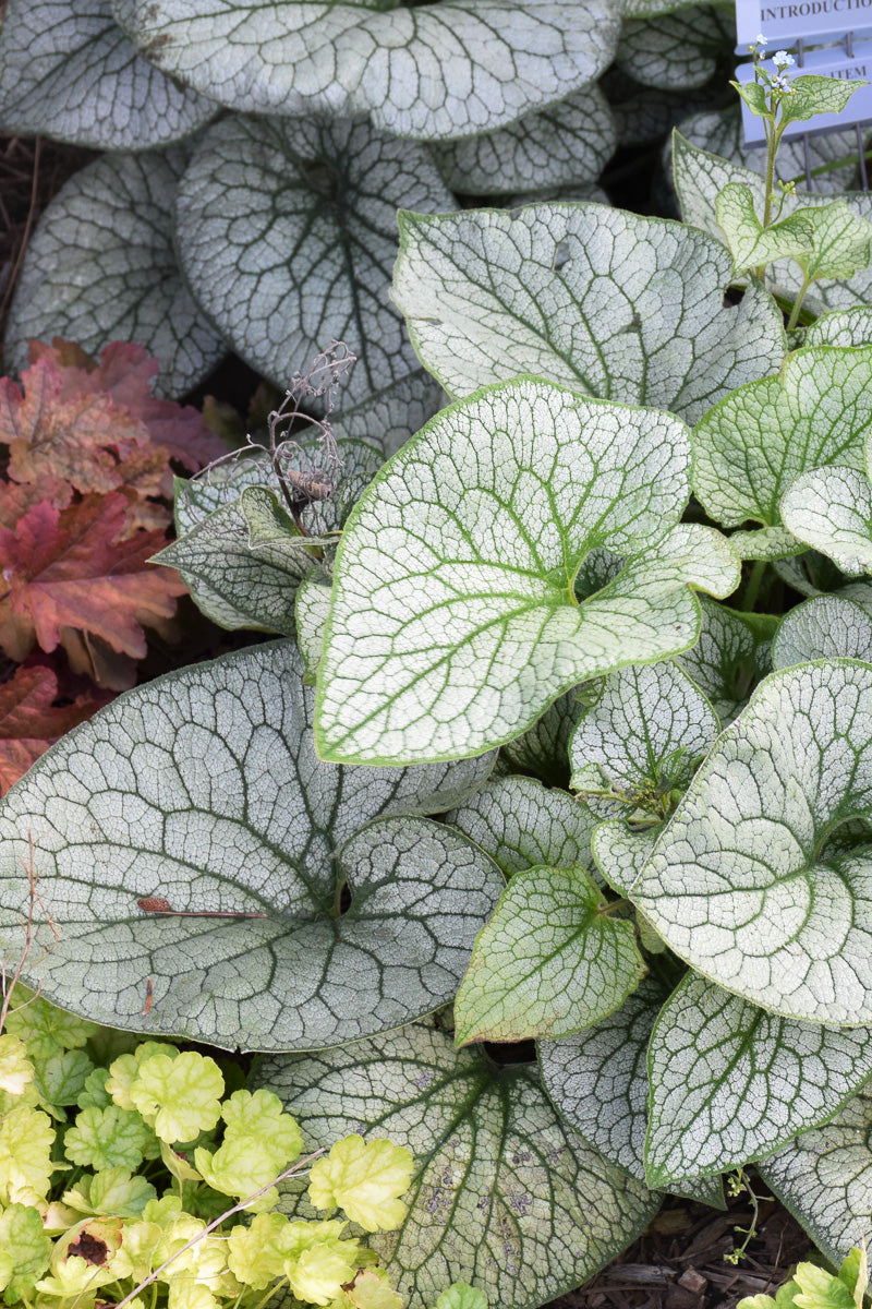 Brunnera, Queen Of Hearts – Chalet