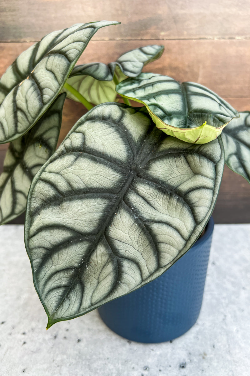Indoor Plants – Chalet