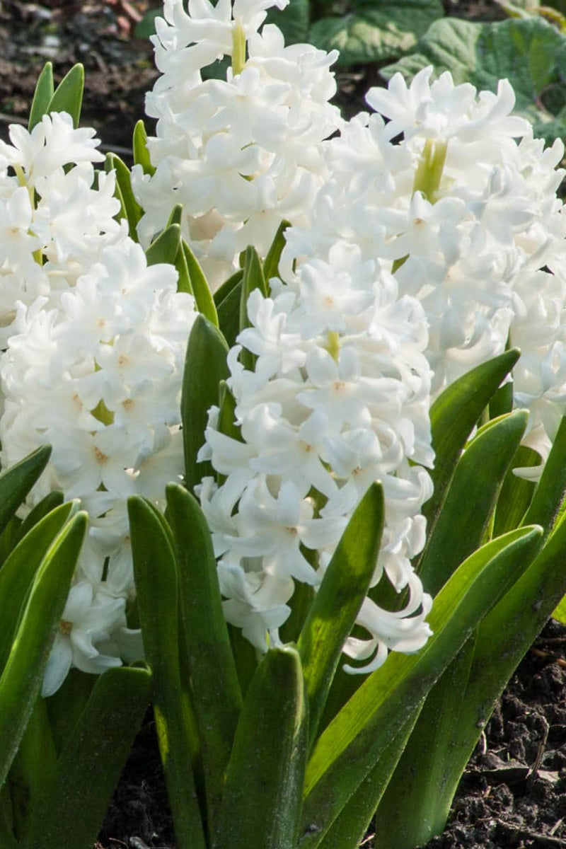 Hyacinth White – Chalet