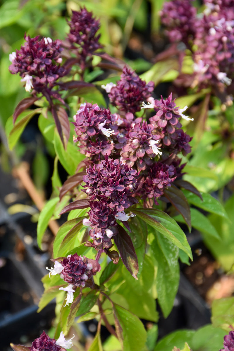 Herb, Basil Siam Queen – Chalet