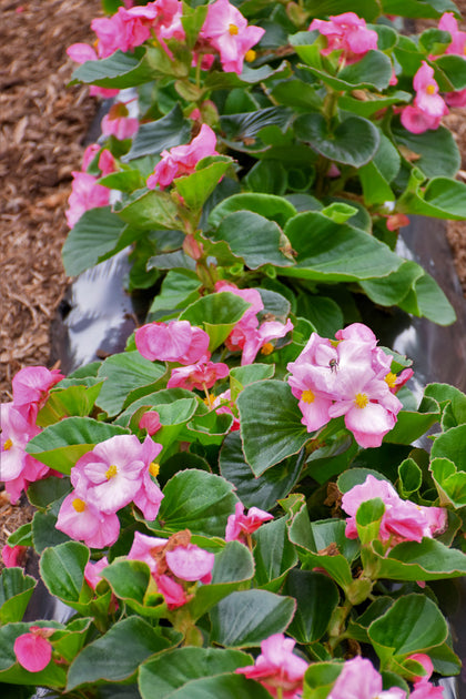 Begonia Tophat Pink – Chalet