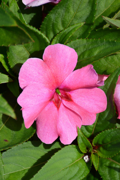 Impatiens Bounce Pink – Chalet
