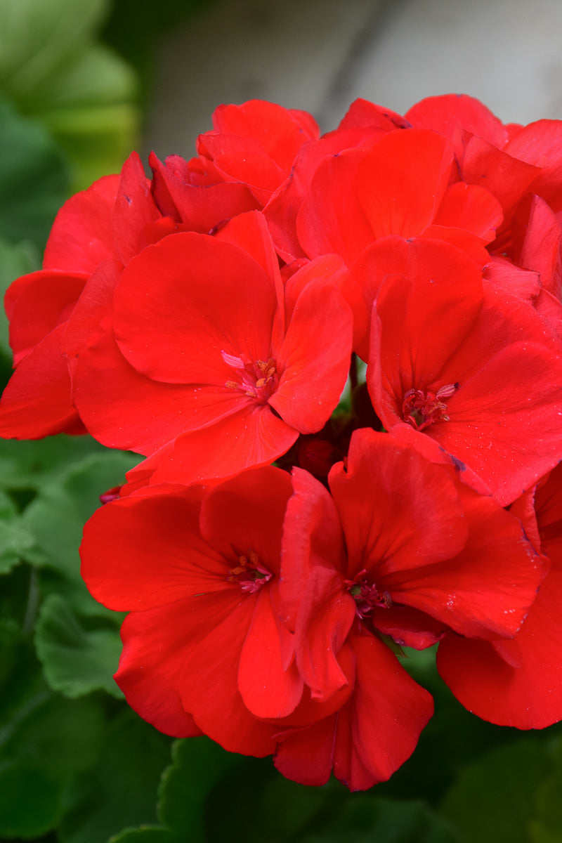 Geranium, American Dark Red – Chalet