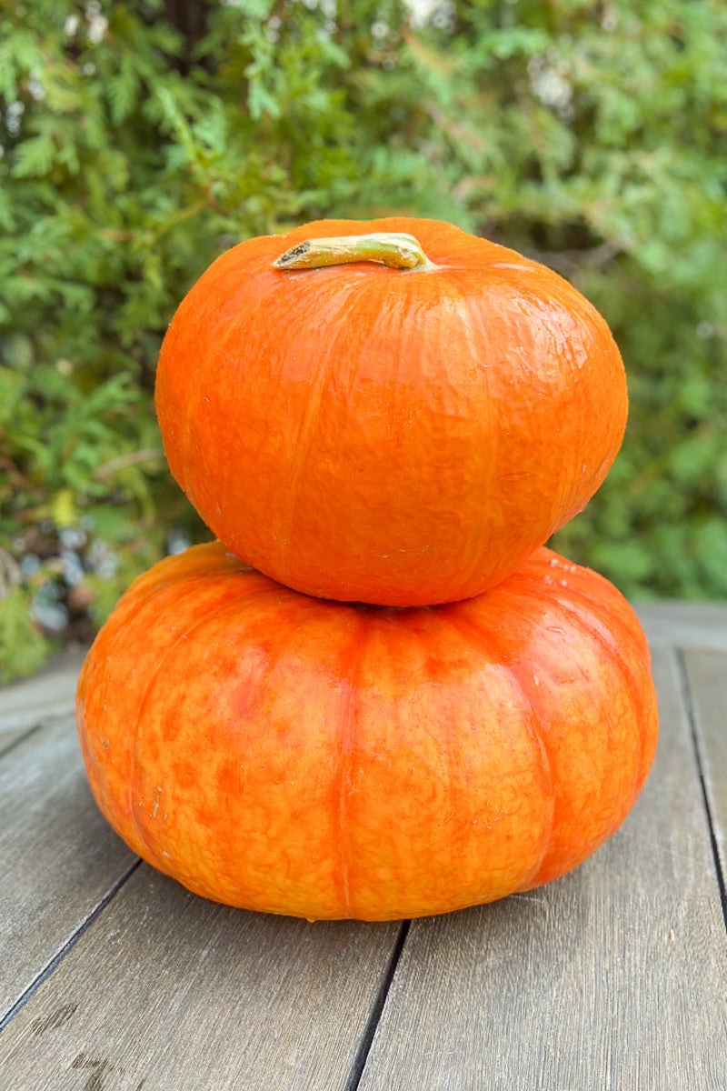Fancy Pumpkin, World of Color – Chalet